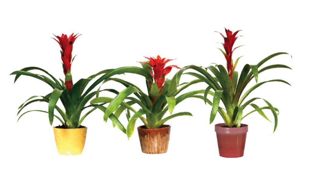 ASSORTED UPGRADES - Plants In Design