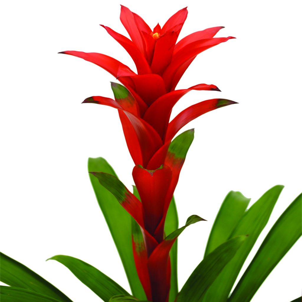 Red Orange - Plants In Design