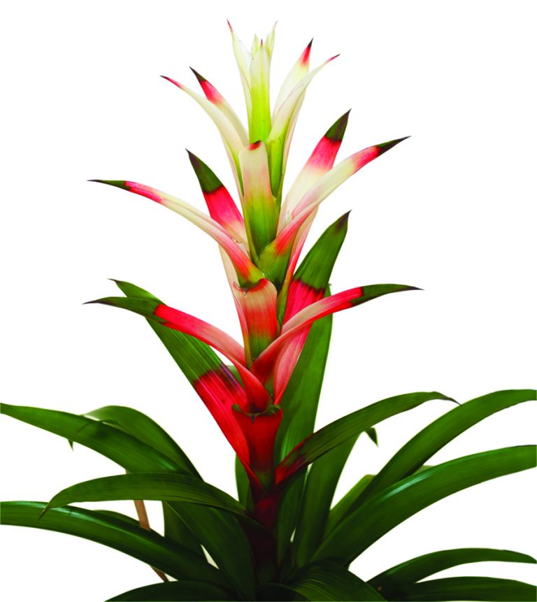 KAY - Plants In Design