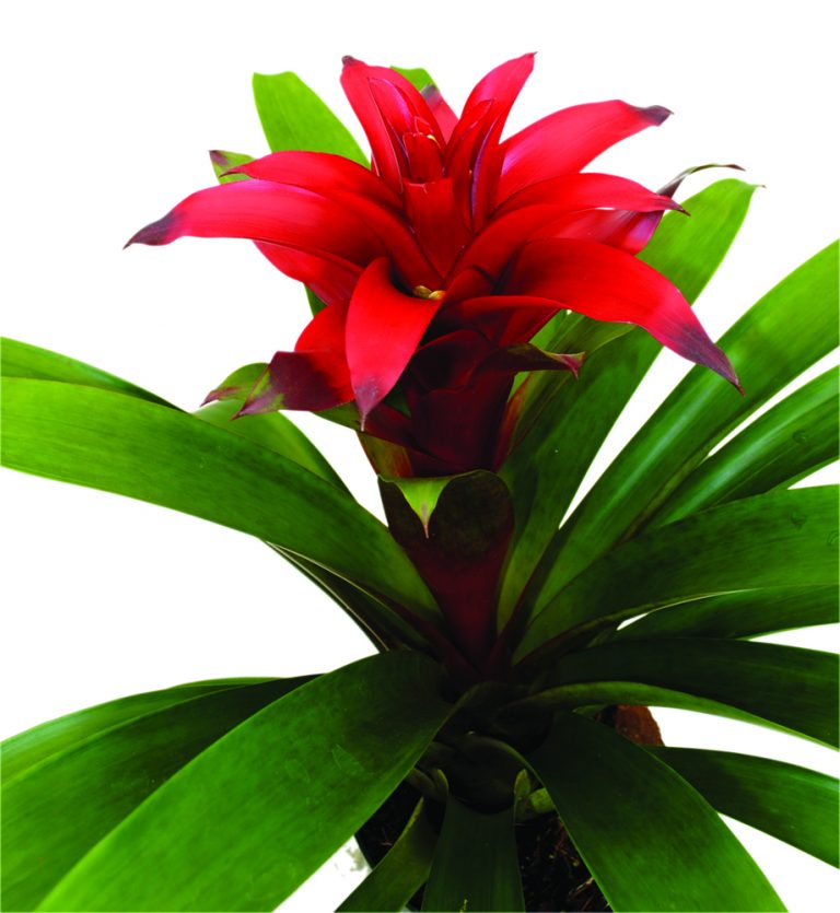 MASHA - Plants In Design