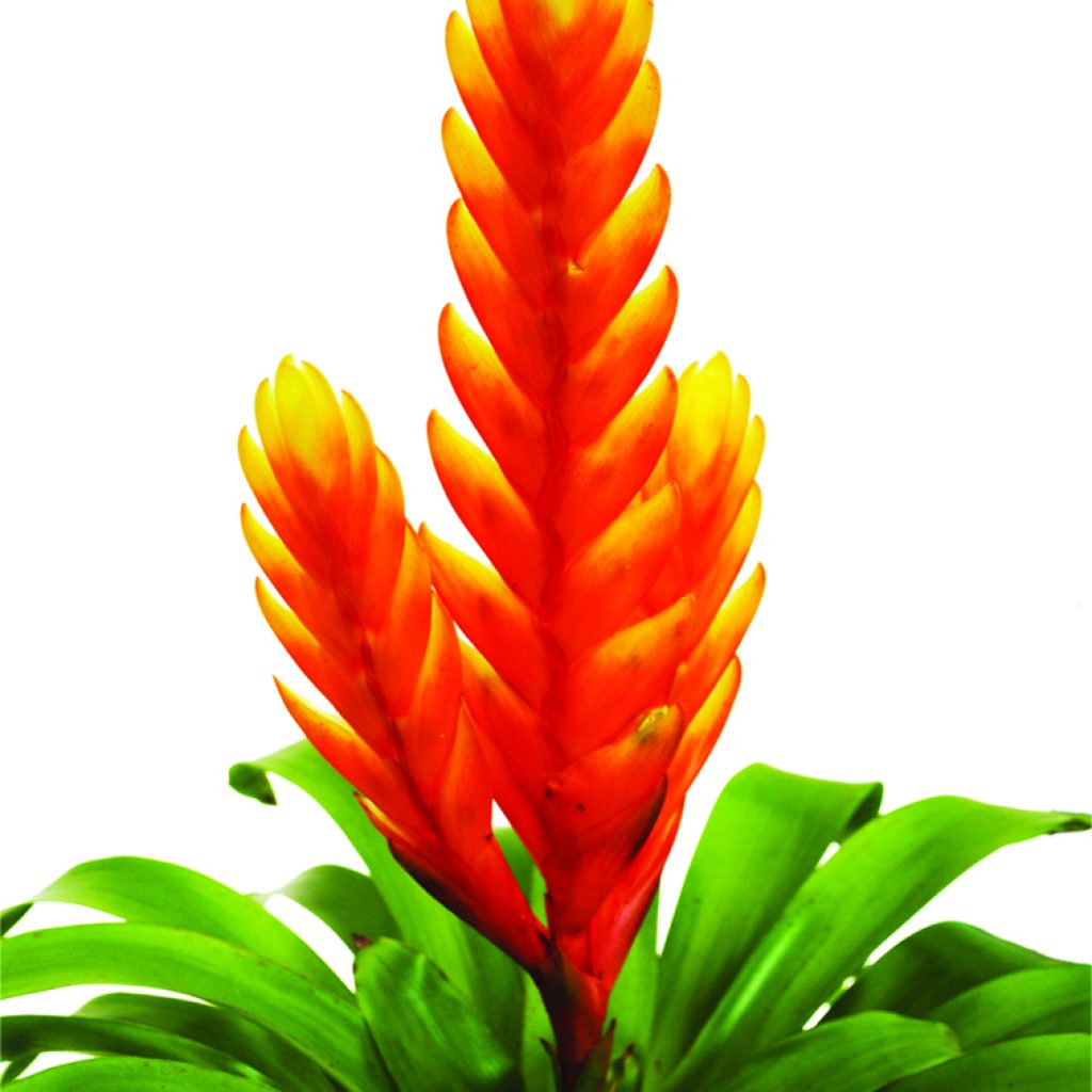 Vriesea - Plants In Design