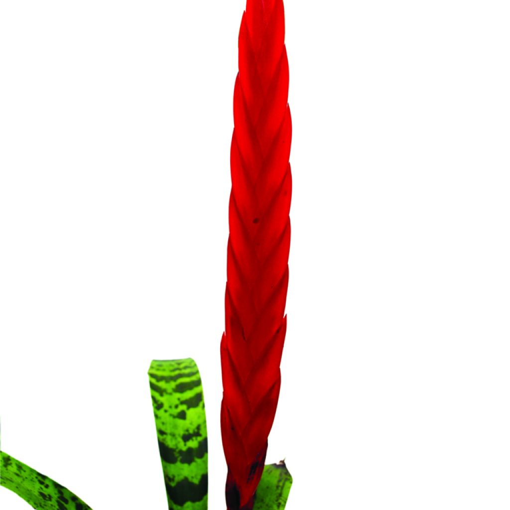 Vriesea - Plants In Design