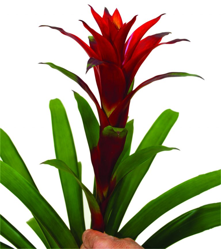 SWITCH - Plants In Design