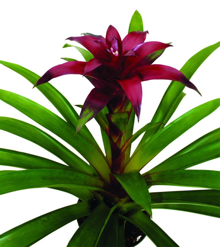 VIOLET QUEEN - Plants In Design