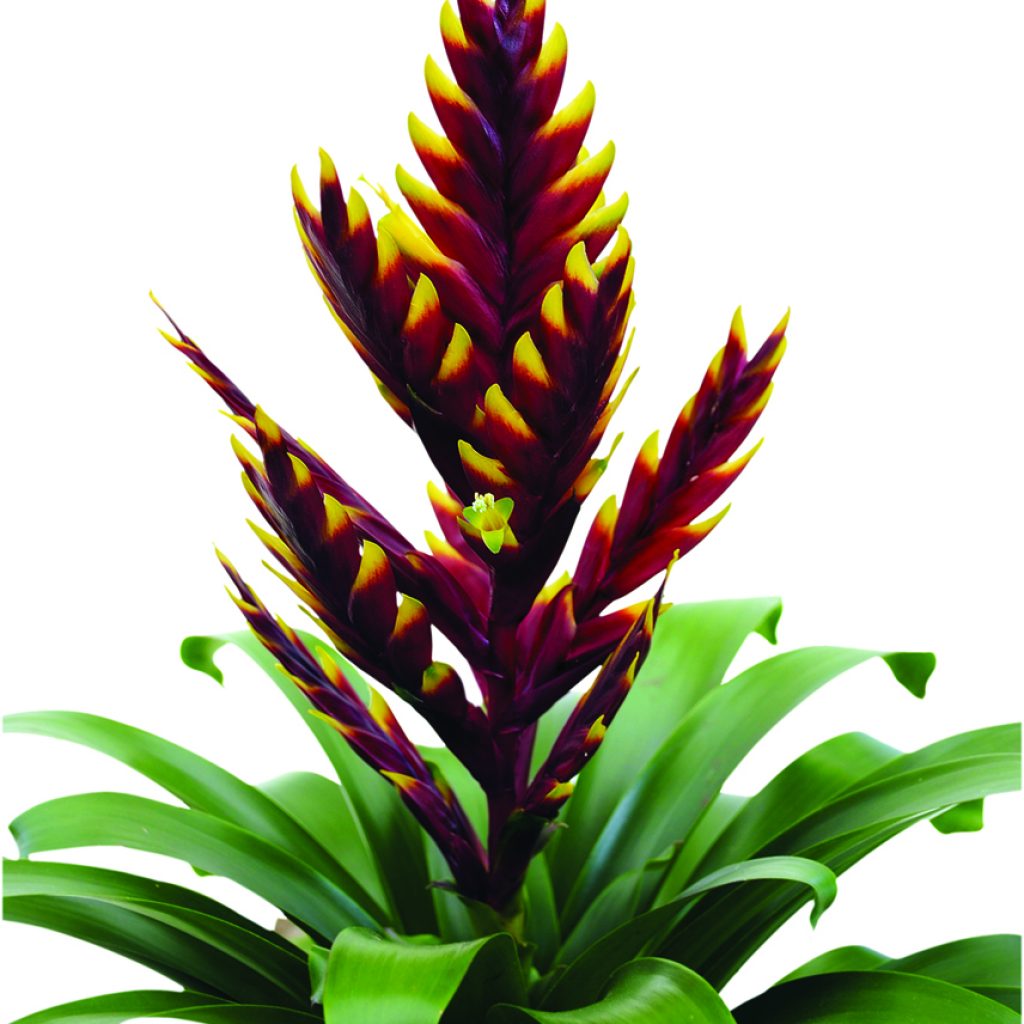 Vriesea - Plants In Design