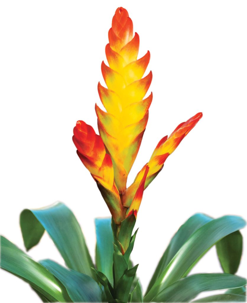 HEILA - Plants In Design